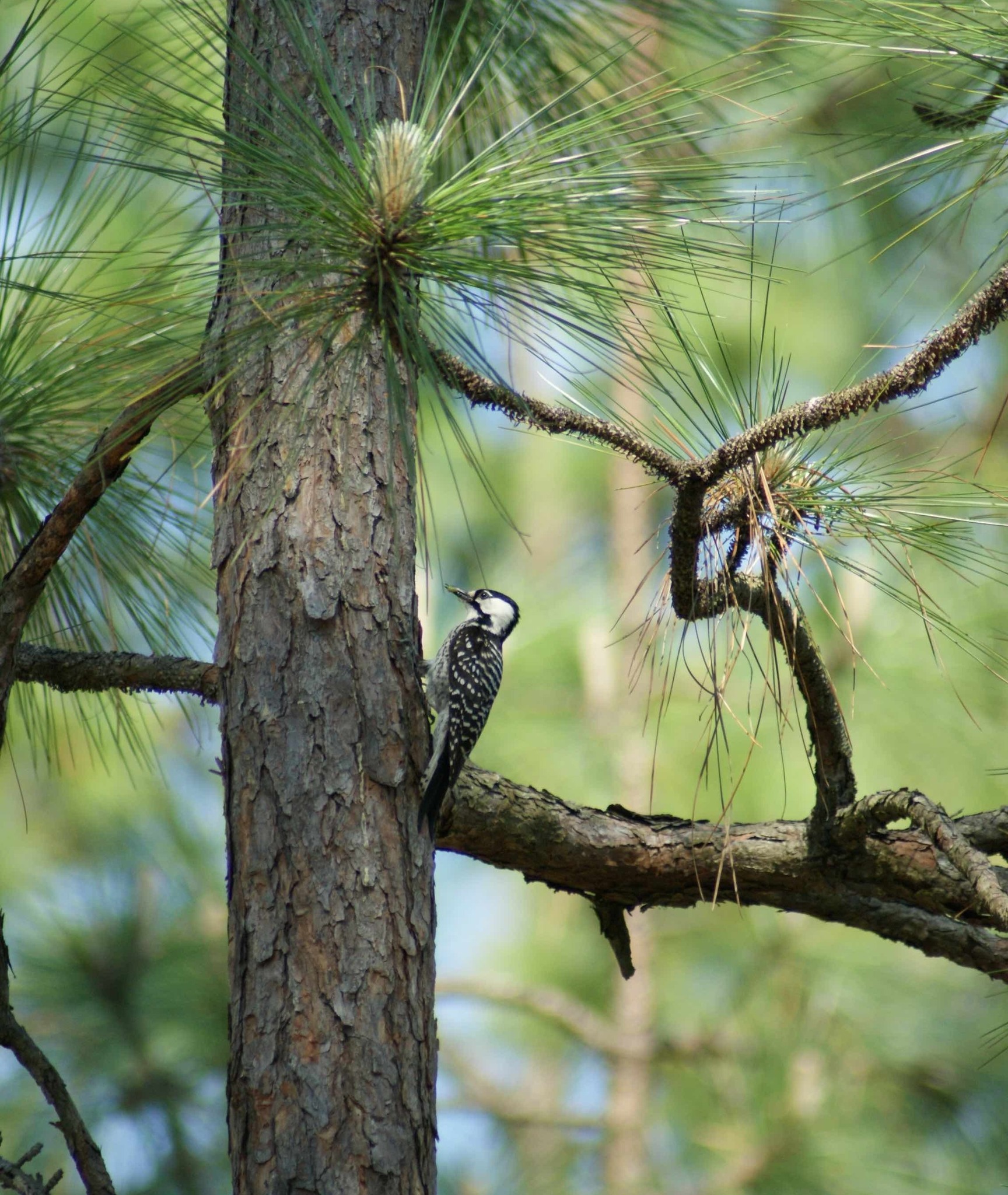 Meet Scott Phillips, South Carolina State Forester - Southern Group of ...